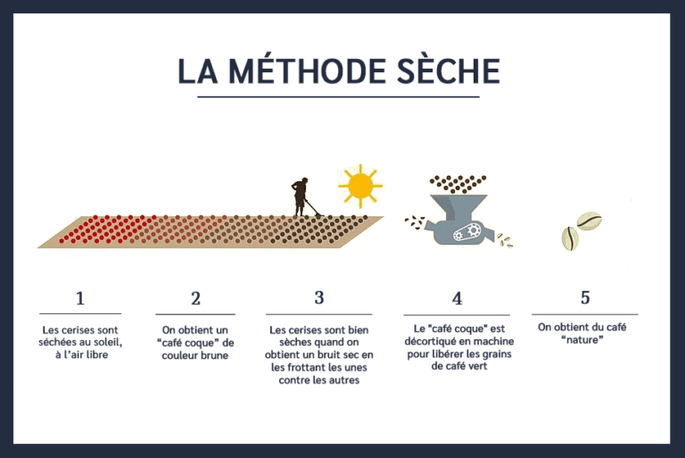 Les étapes De La Production Du Café