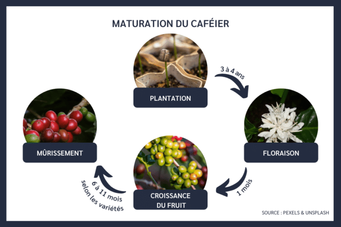 Récolte Café : Comment ça Se Passe