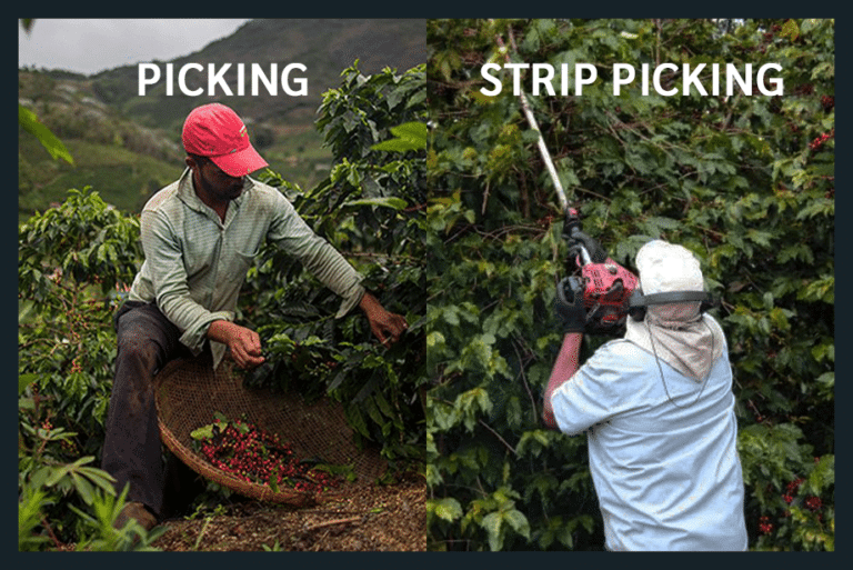 Les étapes De La Production Du Café